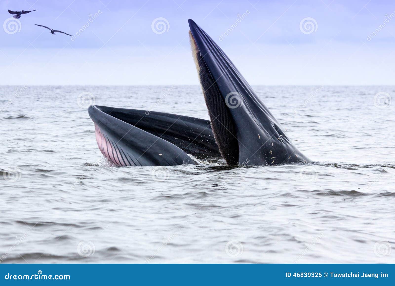 Brydes whale stock photo. Image of mouth, seagull, mammal - 46839326