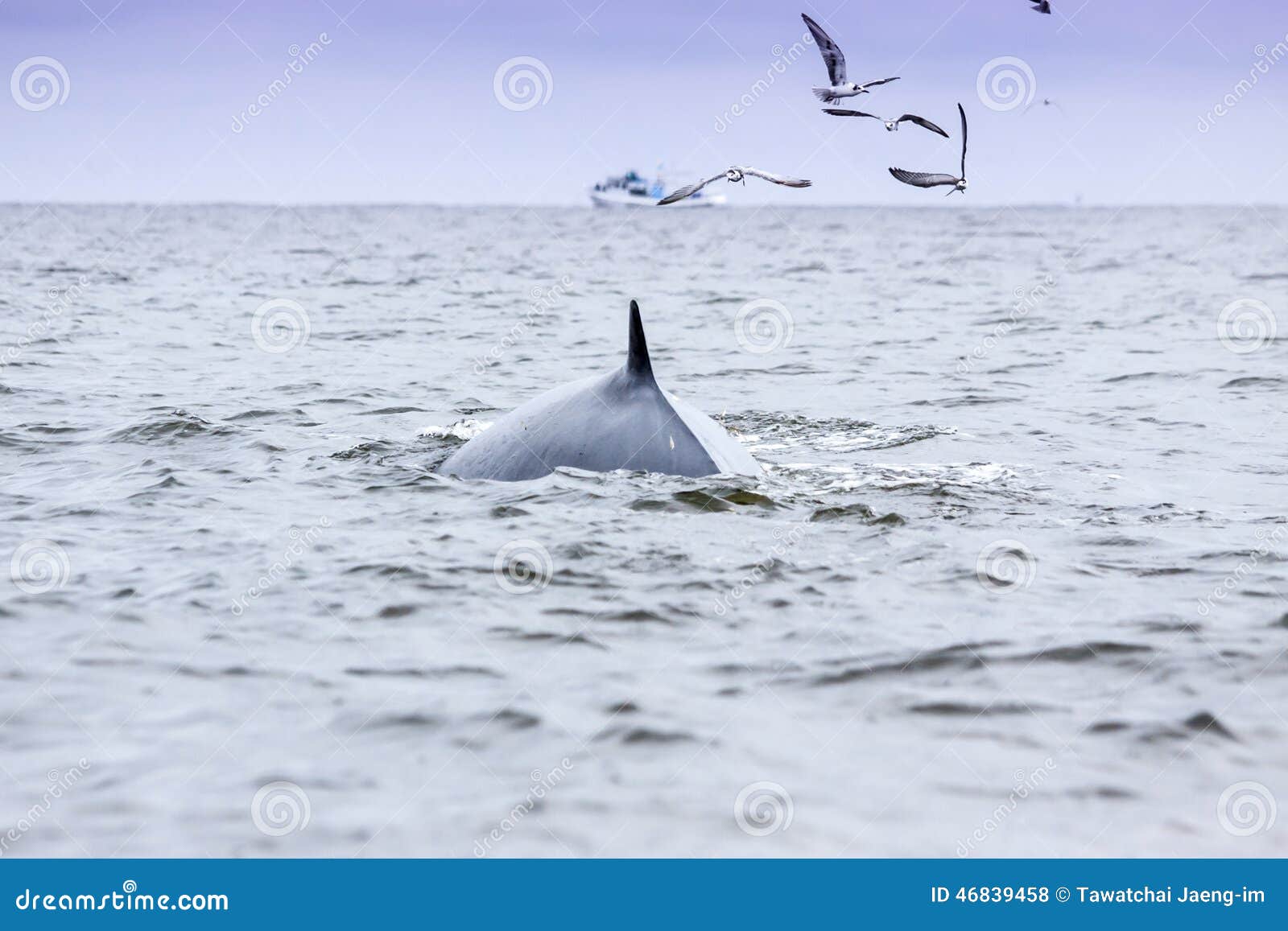 Brydes whale stock photo. Image of life, bruda, whale - 46839458