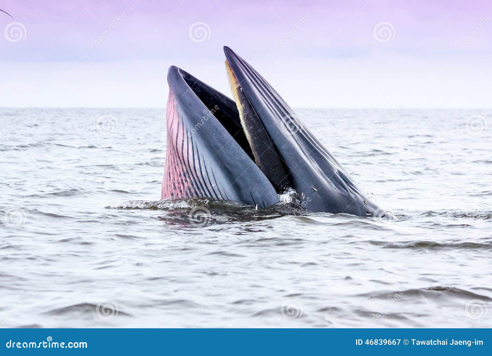 Brydes whale stock image. Image of pethchburi, thailand - 46839667