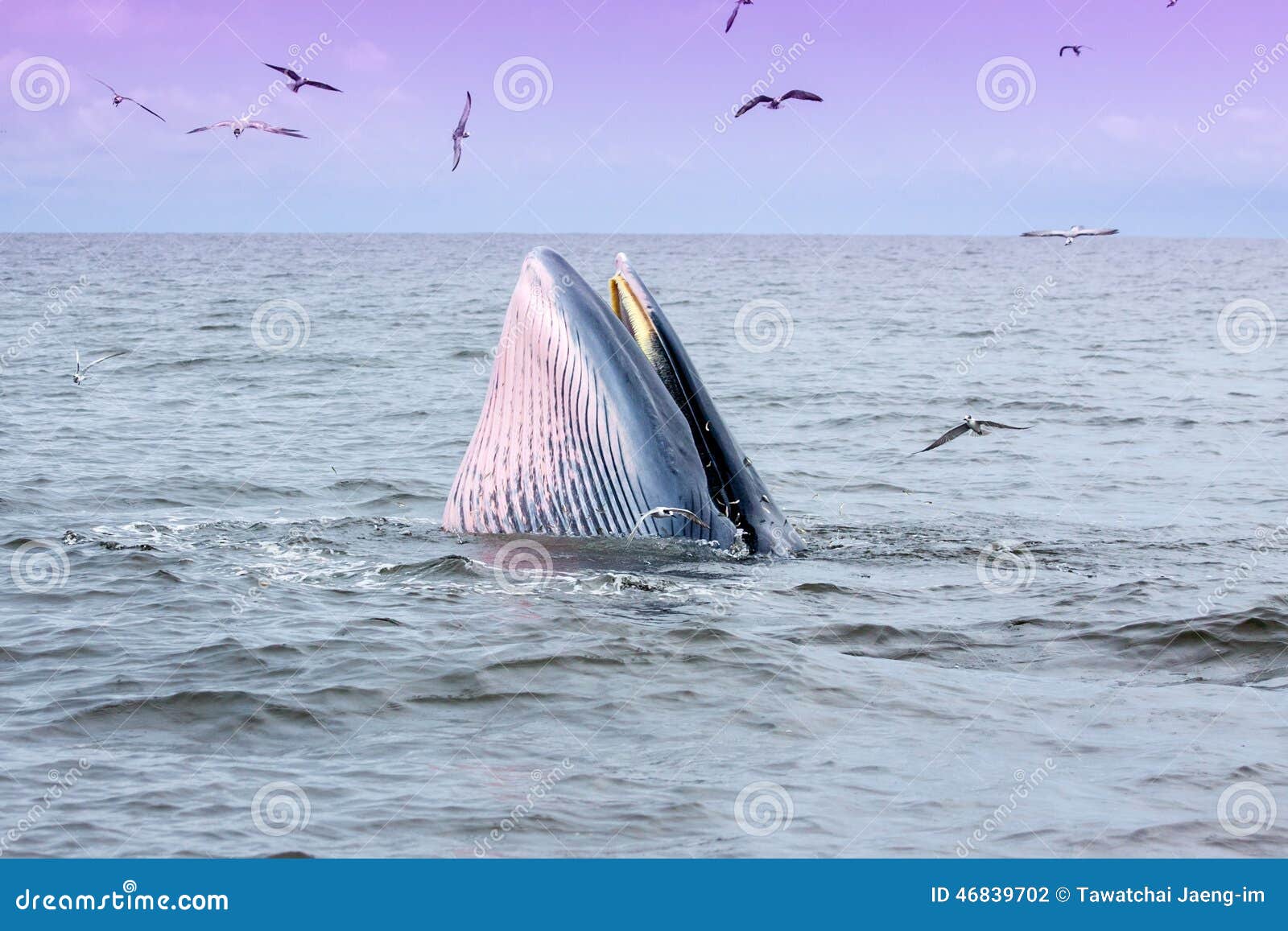 Brydes whale stock photo. Image of aquatic, bruda, feeding - 46839702