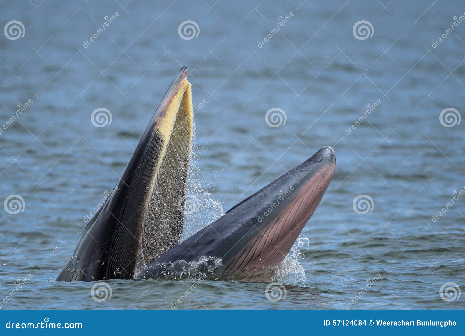 Brydewal Im Golf Von Thailand Stockfoto - Bild von ökologie, mörder ...
