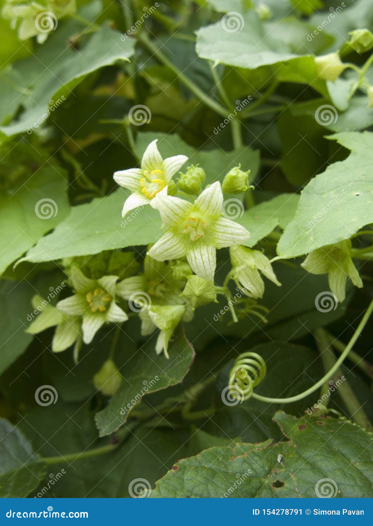 Bryonia alba in bloom stock image. Image of nature, bloom - 154278791