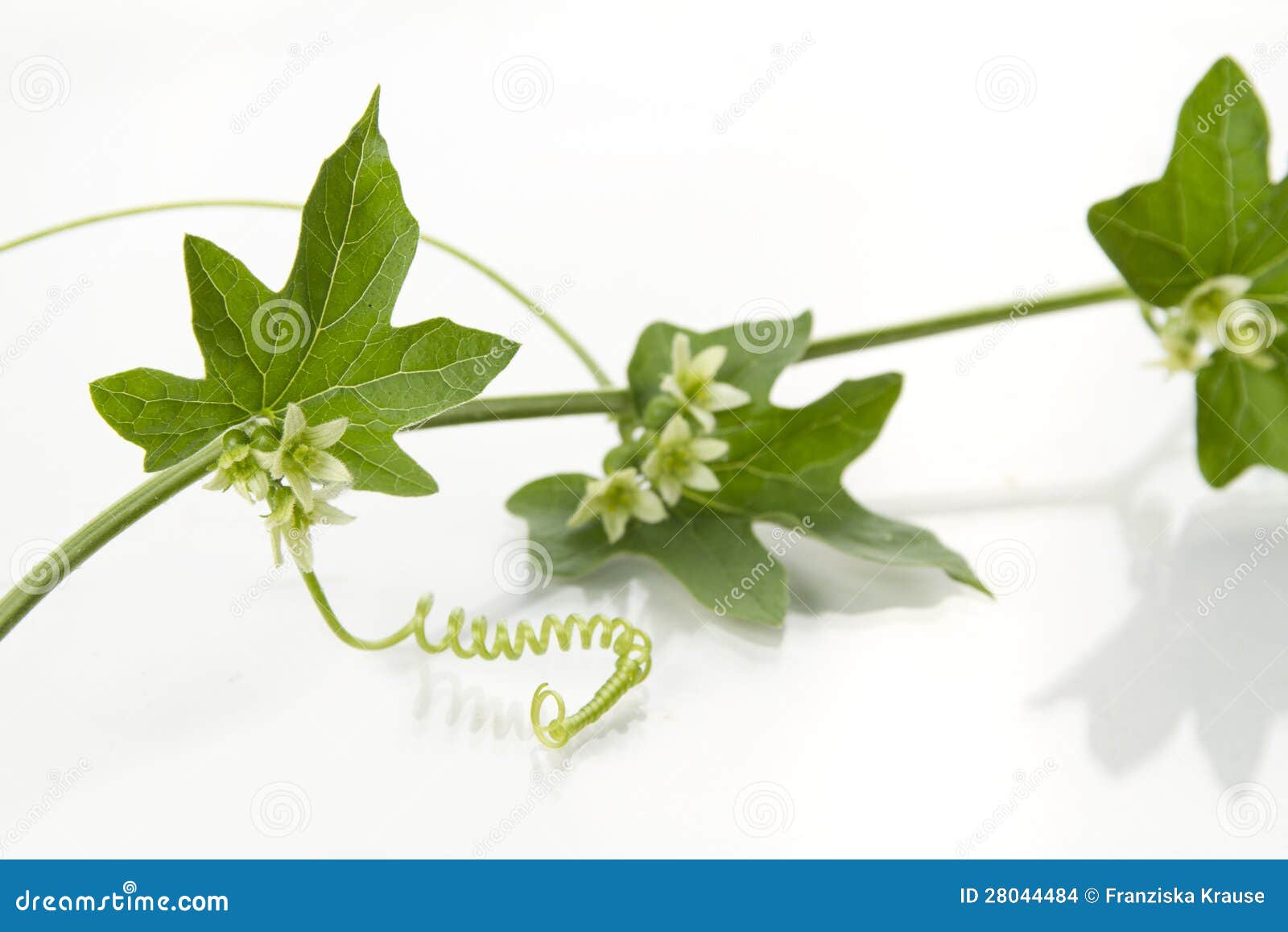 Bryony stock photo. Image of close, floral, bryoni, bryonia - 28044484