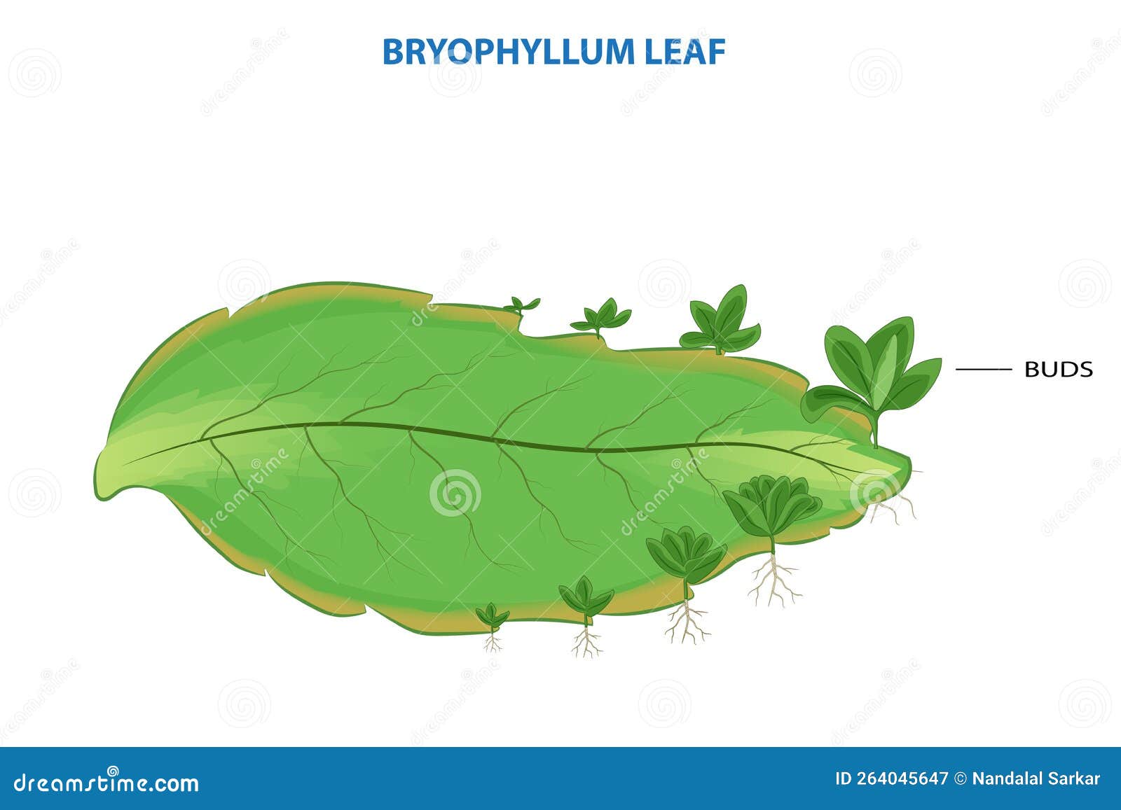 Bryophyillum Leaf With Buds Plants Grow From The Leaf Asexual Reproduction In Plants Cartoon