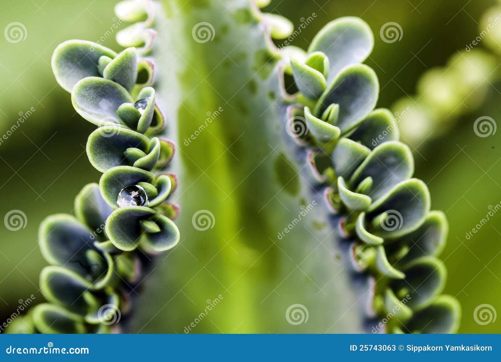 Bryophyllum stock image. Image of growth, concept, plant - 25743063