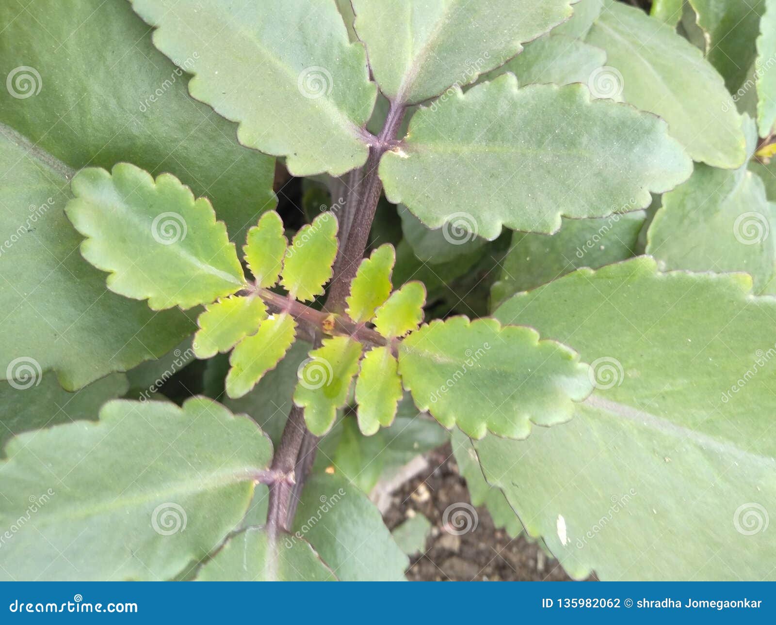 Bryophyllum stock photo. Image of arrangement, beautiful - 135982062