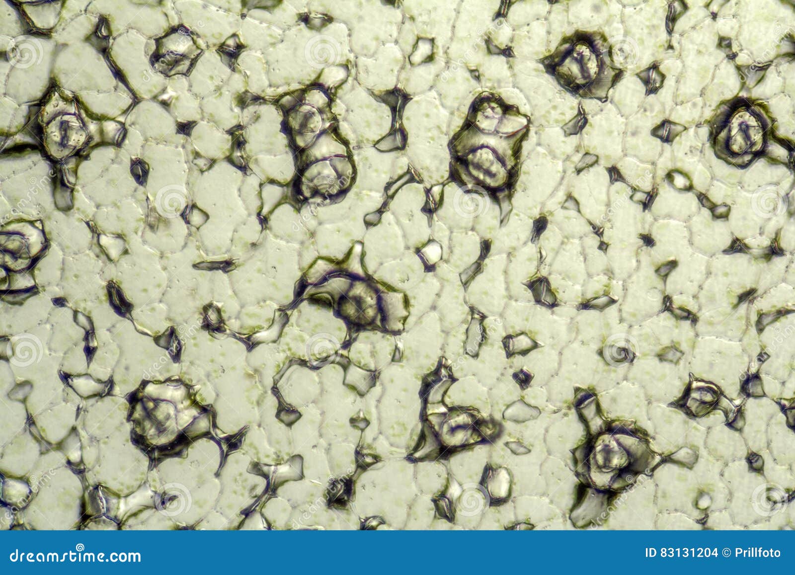 Bryophyllum cell structure stock photo. Image of close - 83131204