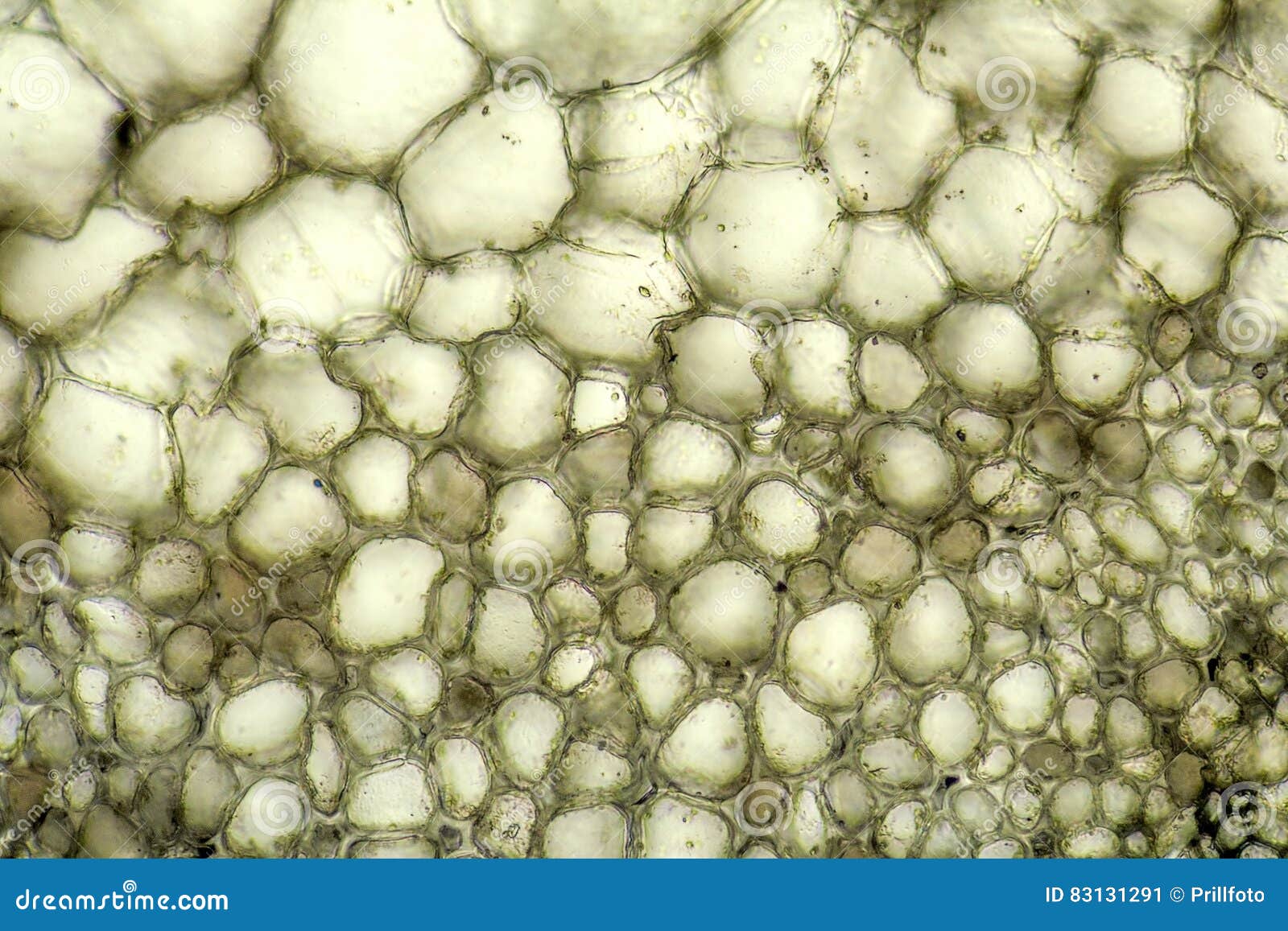 Bryophyllum cell structure stock image. Image of flora - 83131291