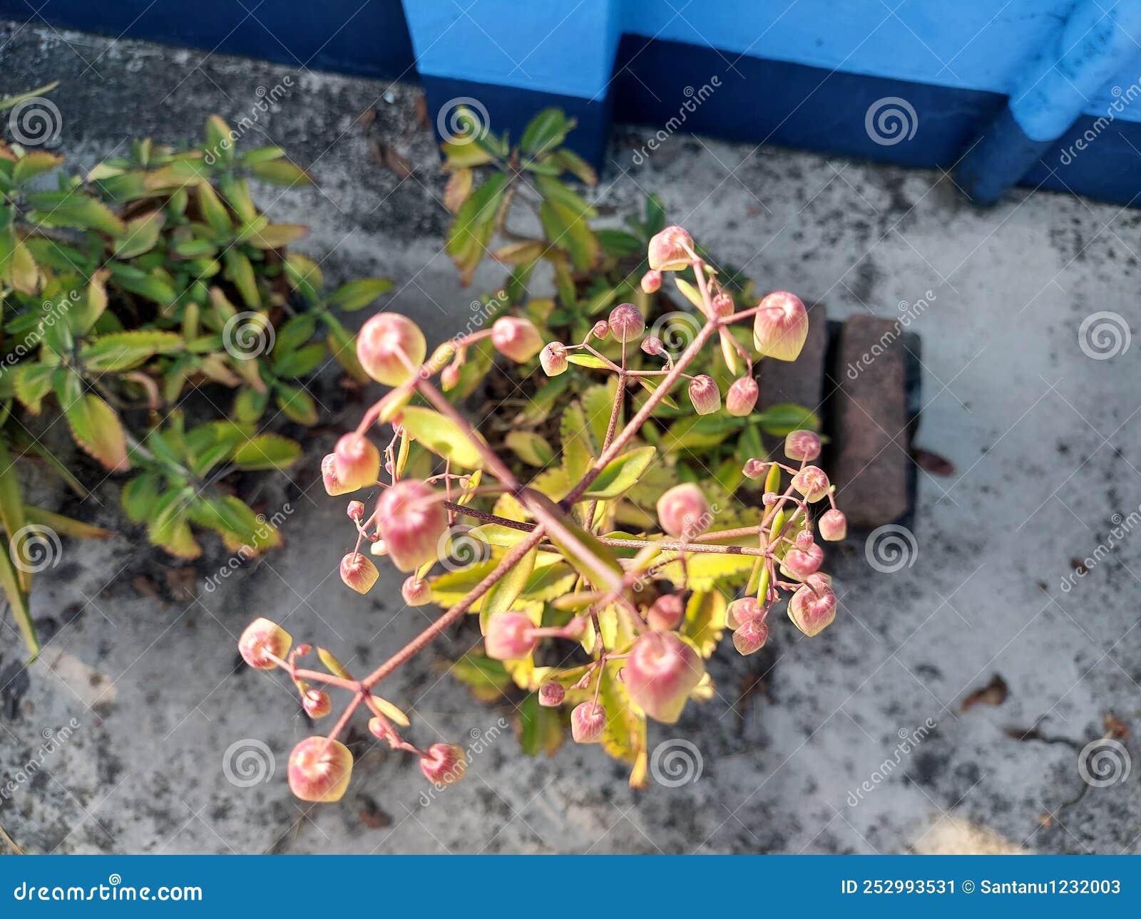 Bryophyllum Pinnatum Pathorkuchi Flower Stock Image - Image of autumn ...