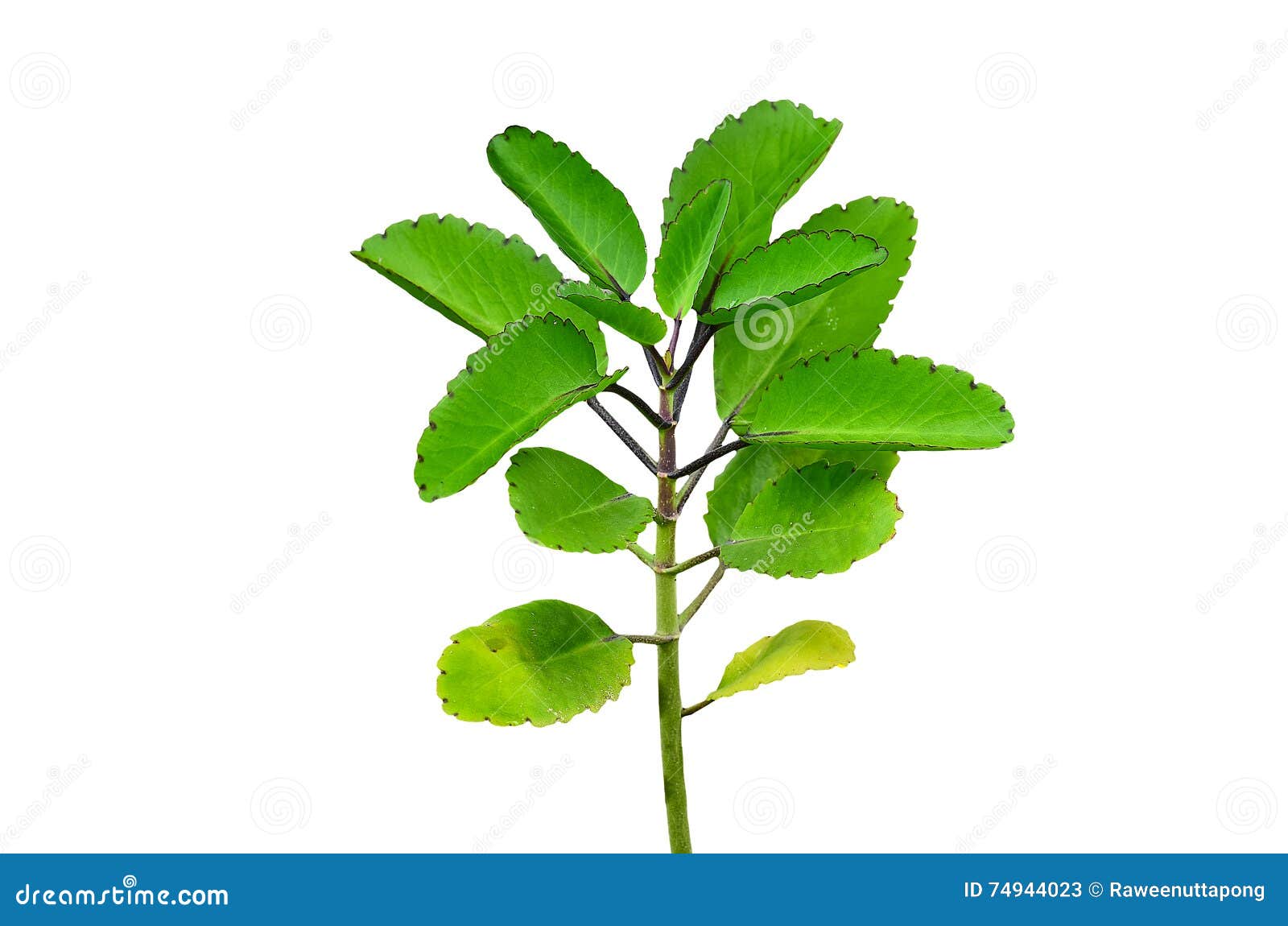 Bryophyllum pinnatum stock image. Image of background - 74944023