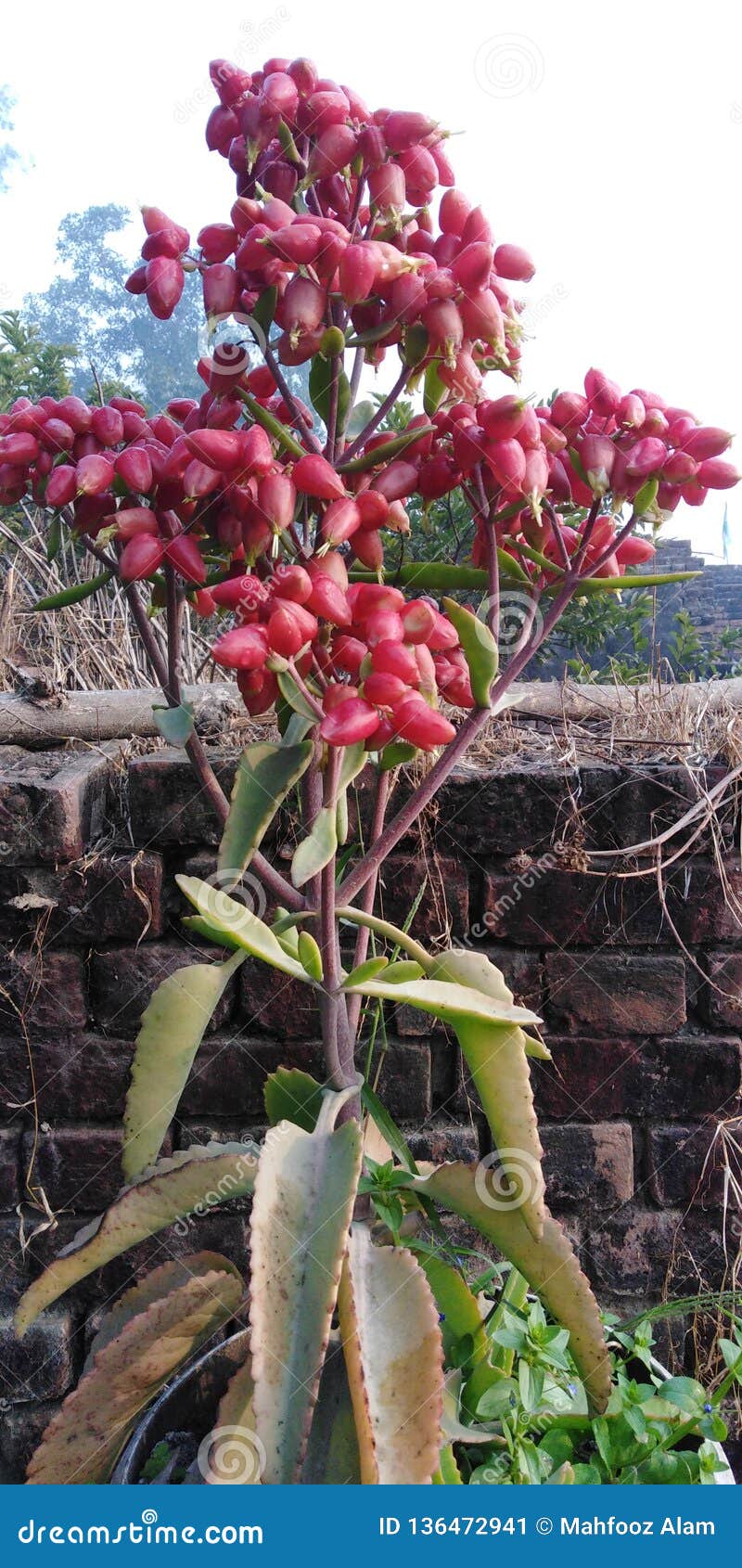 Bryophyllum plamt stock image. Image of flowering, plamt - 136472941