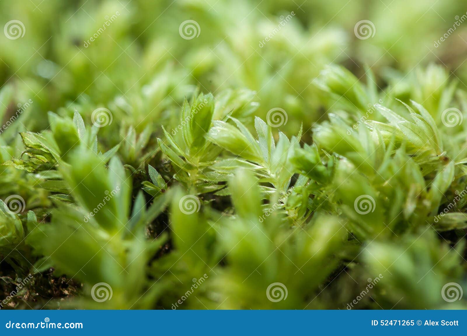 Bryophyte woodland moss stock image. Image of bryophyte - 52471265