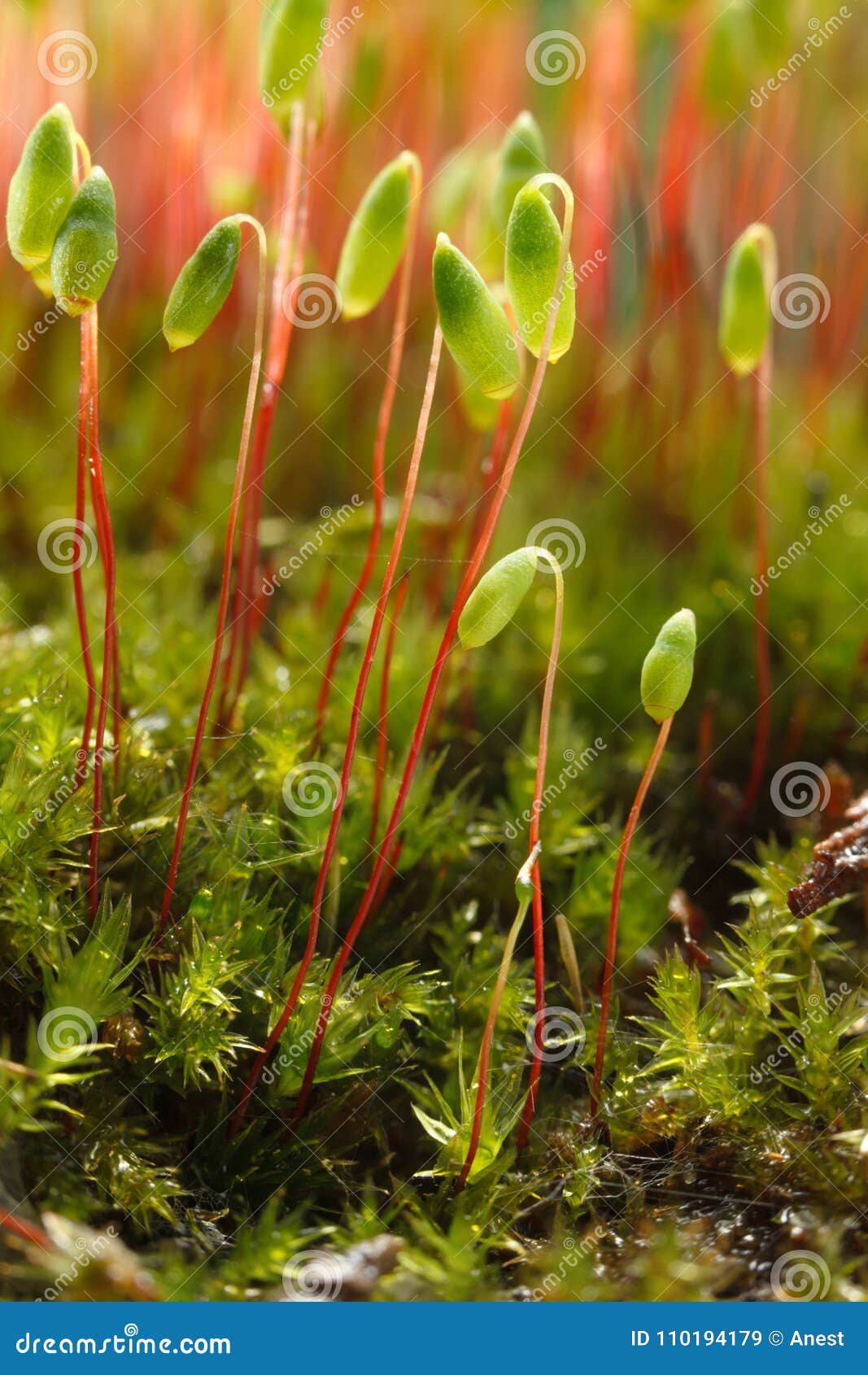 Macro of moss stock image. Image of moss, gametophyte - 110194179