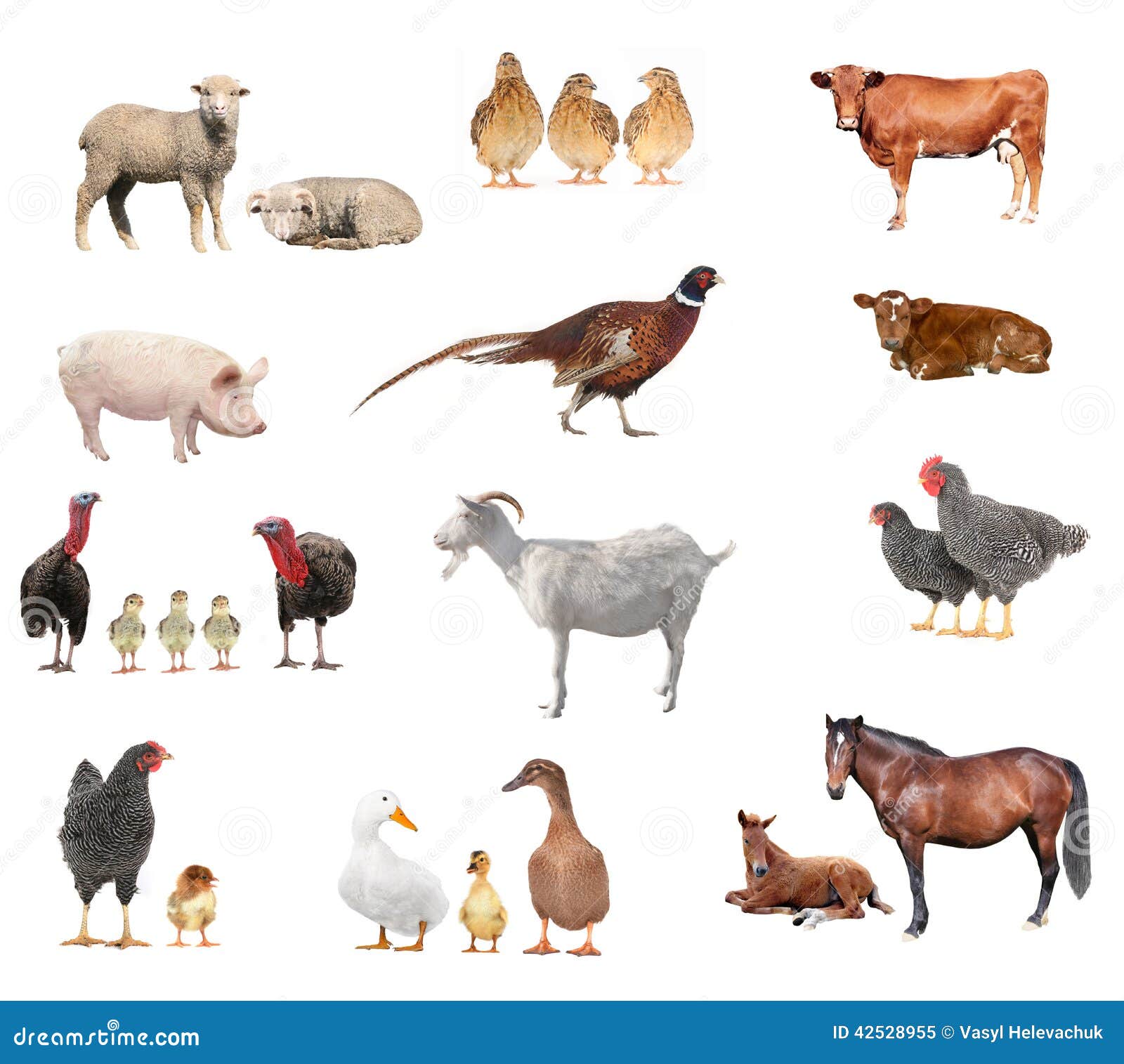 Bétail Photo stock - Image: 42528955