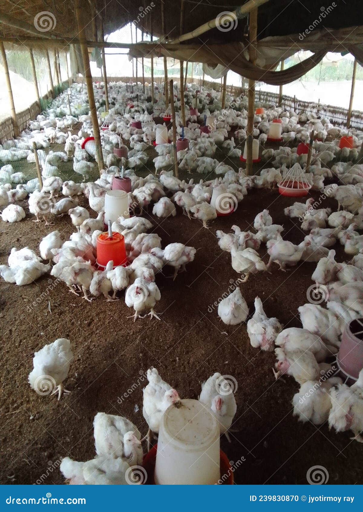 Btroiler farm stock photo. Image of chicken, farm, 1800 - 239830870
