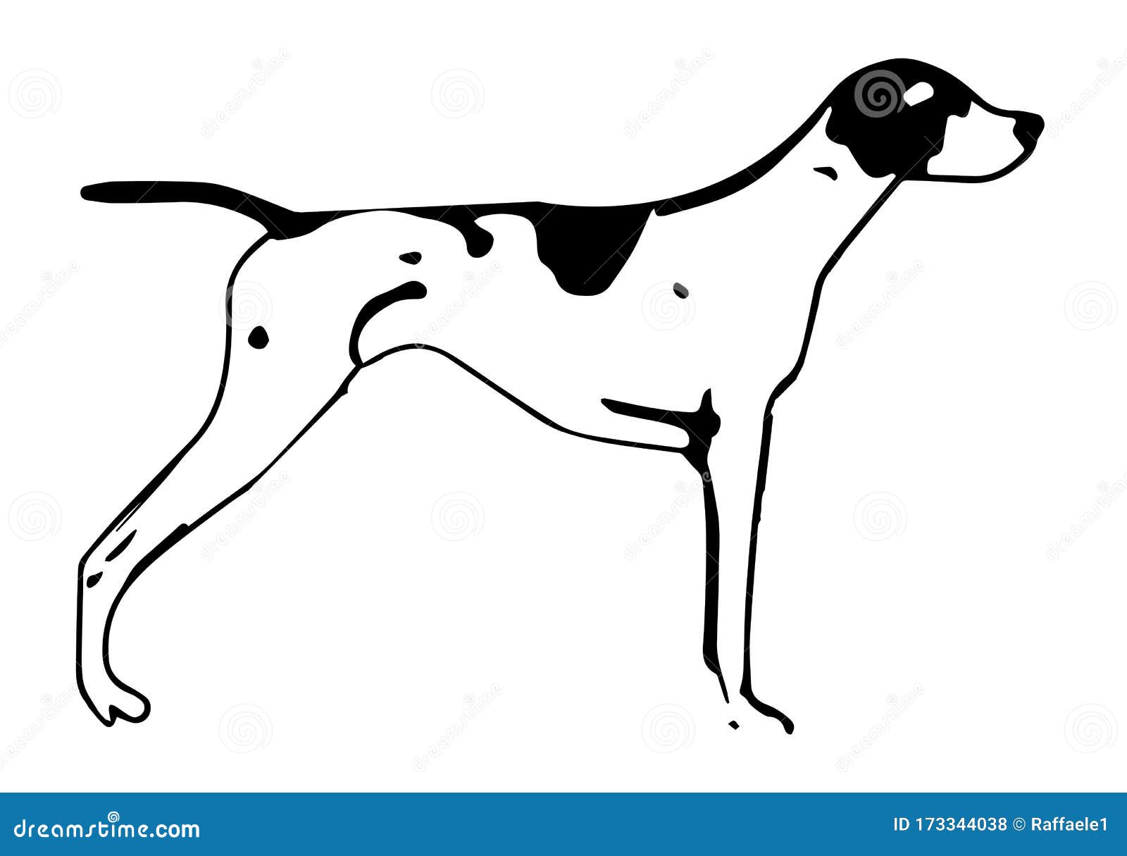 Drawing of Dalmata Dog with White Background Stock Illustration ...