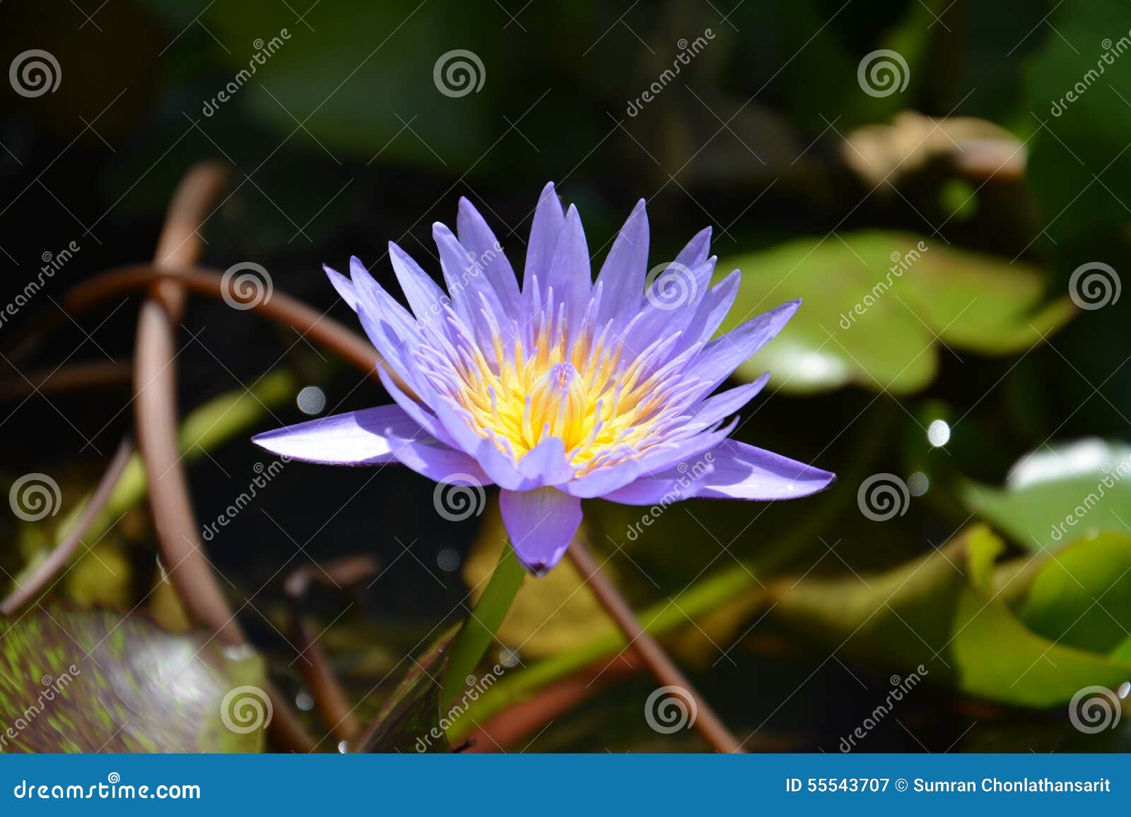 Bua stock image. Image of beautiful, small, colors, world - 55543707