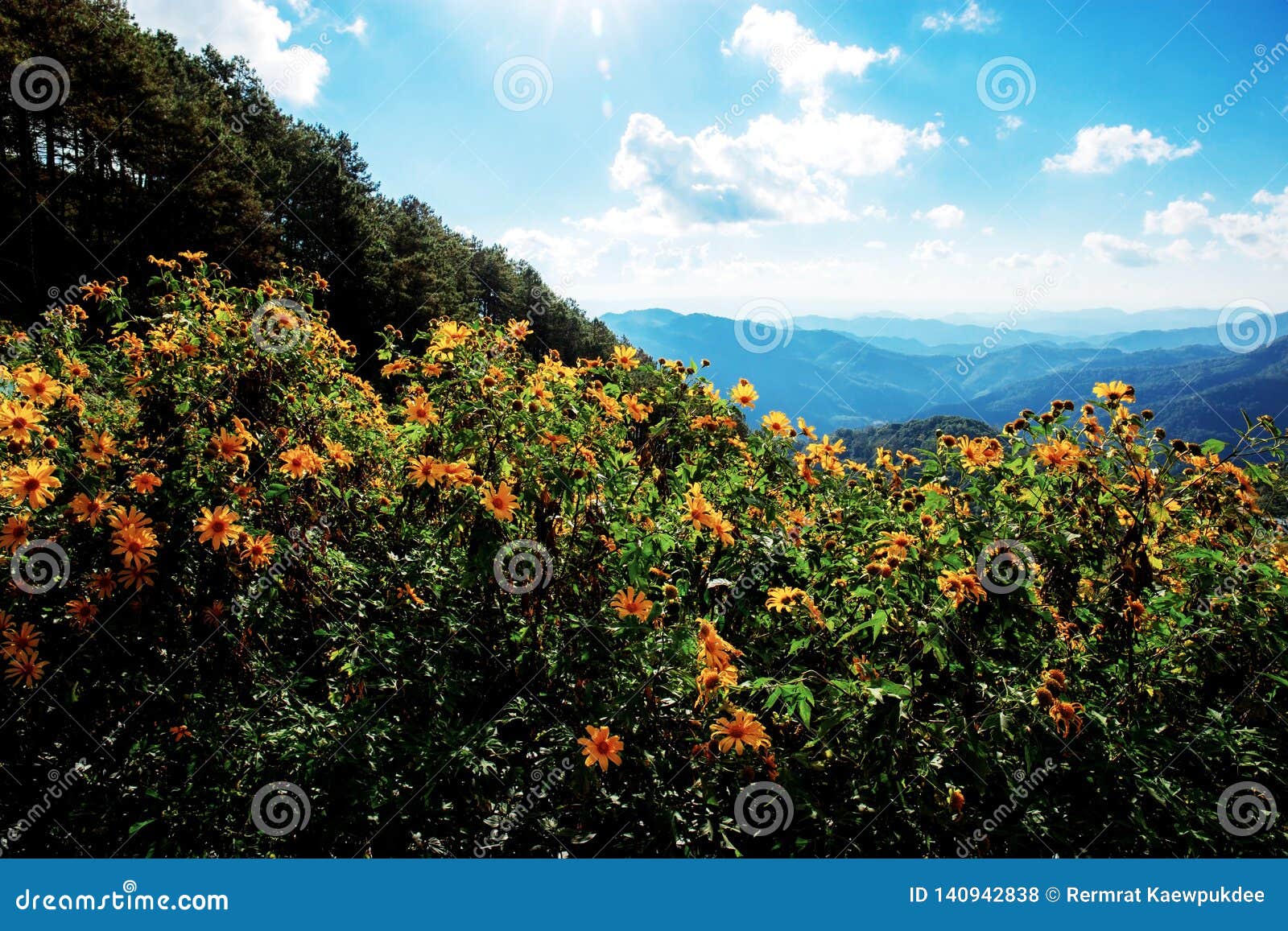 Bua Tong Flower on Mountain at Sky Stock Photo - Image of colorful ...