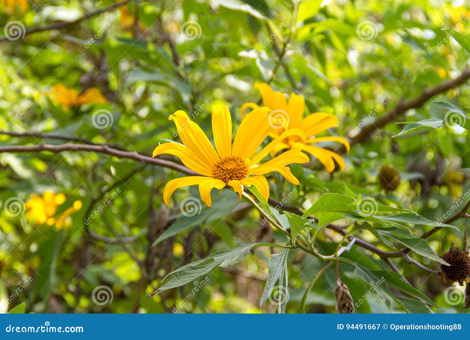 Bua Tong stock image. Image of mexican, field, flower - 94491667