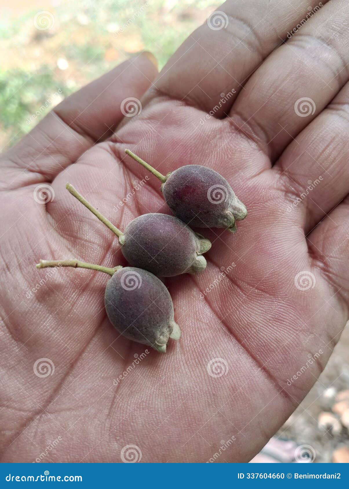 Buah kemunting enak stock photo. Image of leaf, finger - 337604660