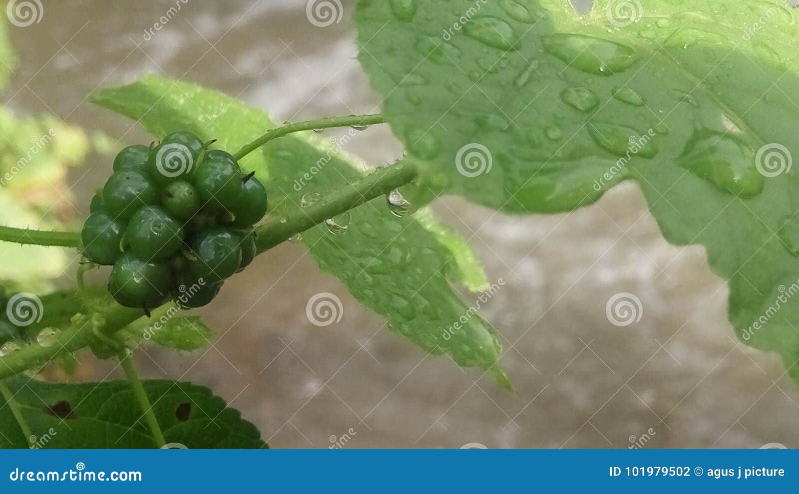 Buah Liar Stock Photos - Free & Royalty-Free Stock Photos from Dreamstime