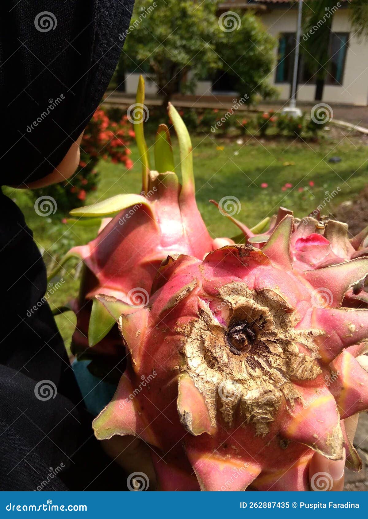 Buah naga or Dragon fruit stock image. Image of fruit - 262887435