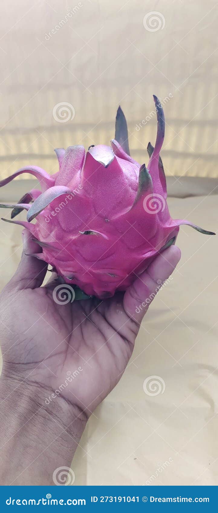 Buah naga / dragon fruit stock image. Image of naga - 273191041