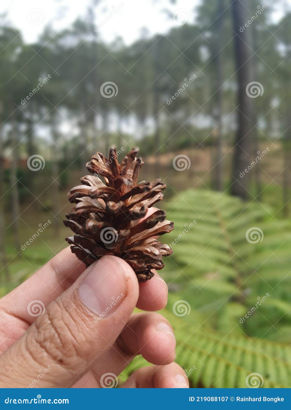Buah pohon pinus imagen de archivo. Imagen de bandolera - 219088107