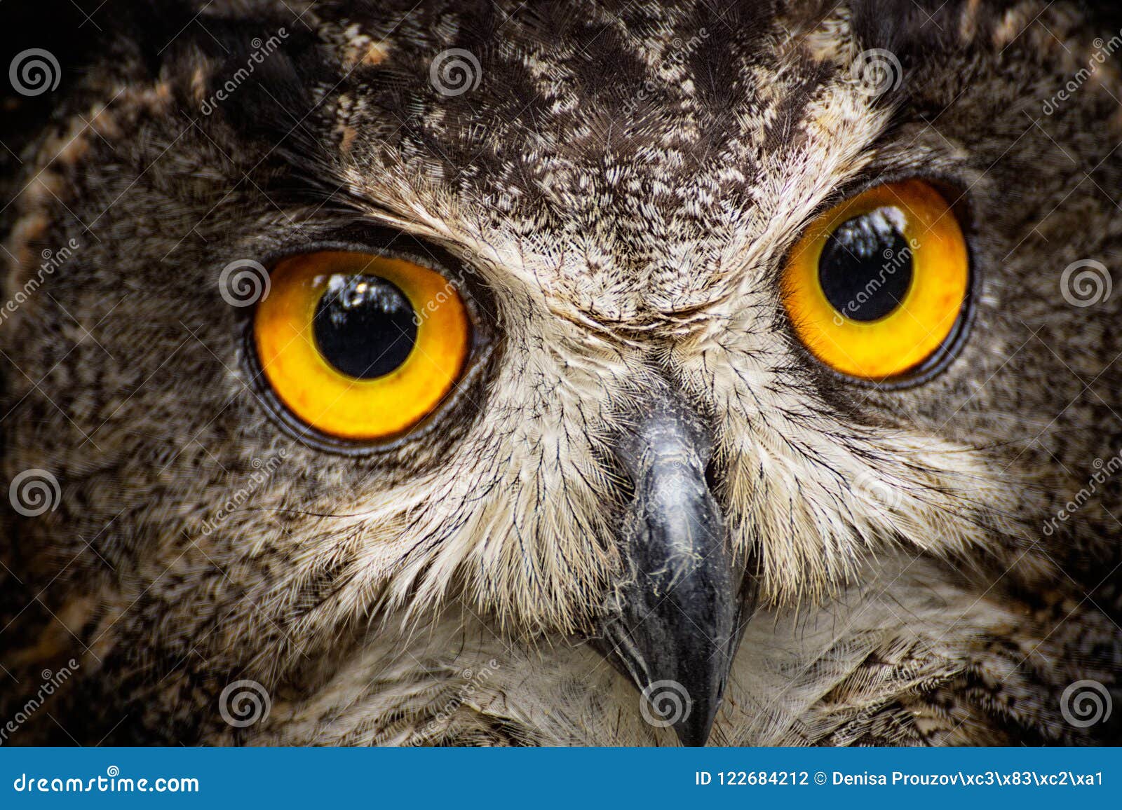 Bubón Del Bubón Del Búho Del Primer Del Detalle Foto de archivo ...