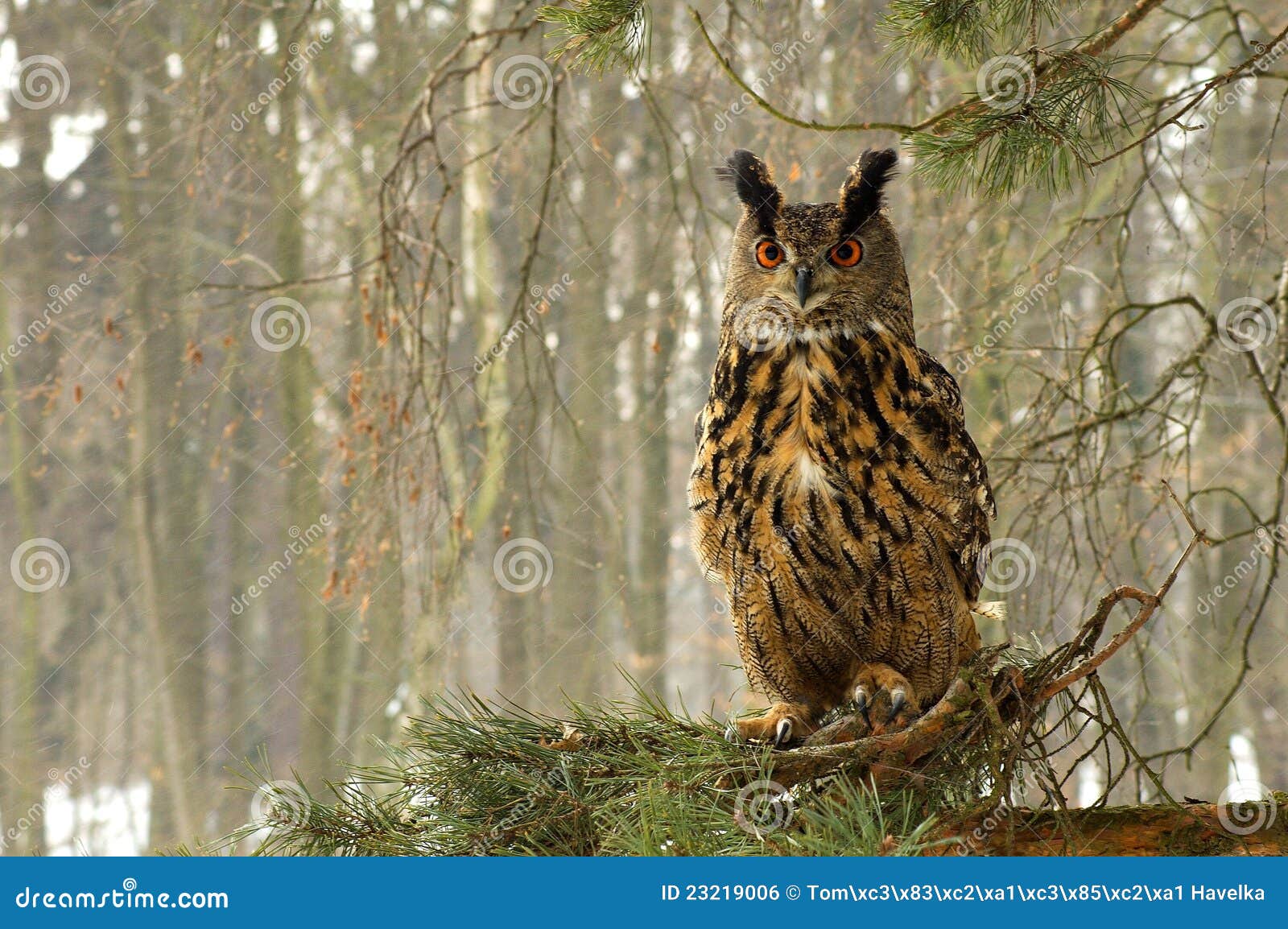 Bubón del bubón foto de archivo. Imagen de cubo, arbolado - 23219006