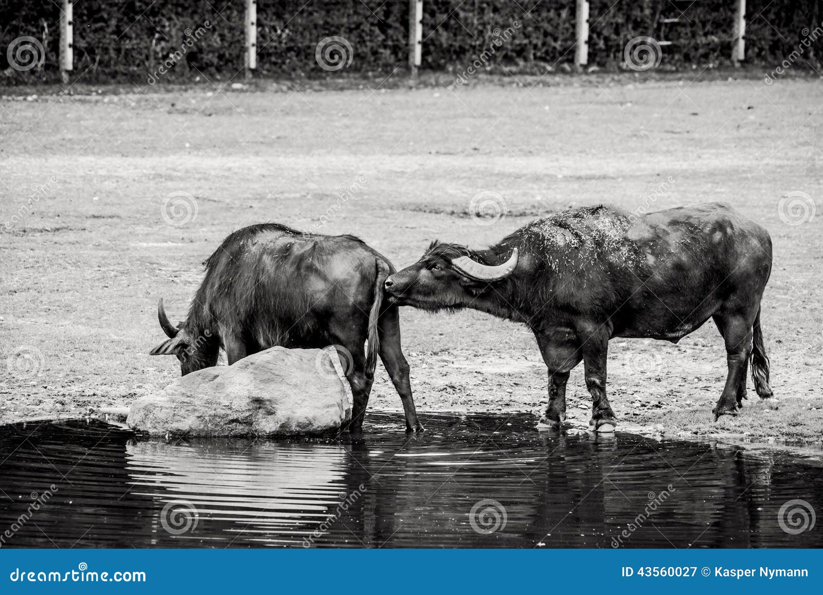 Bubalus arnee cattle stock image. Image of outside, cattle - 43560027