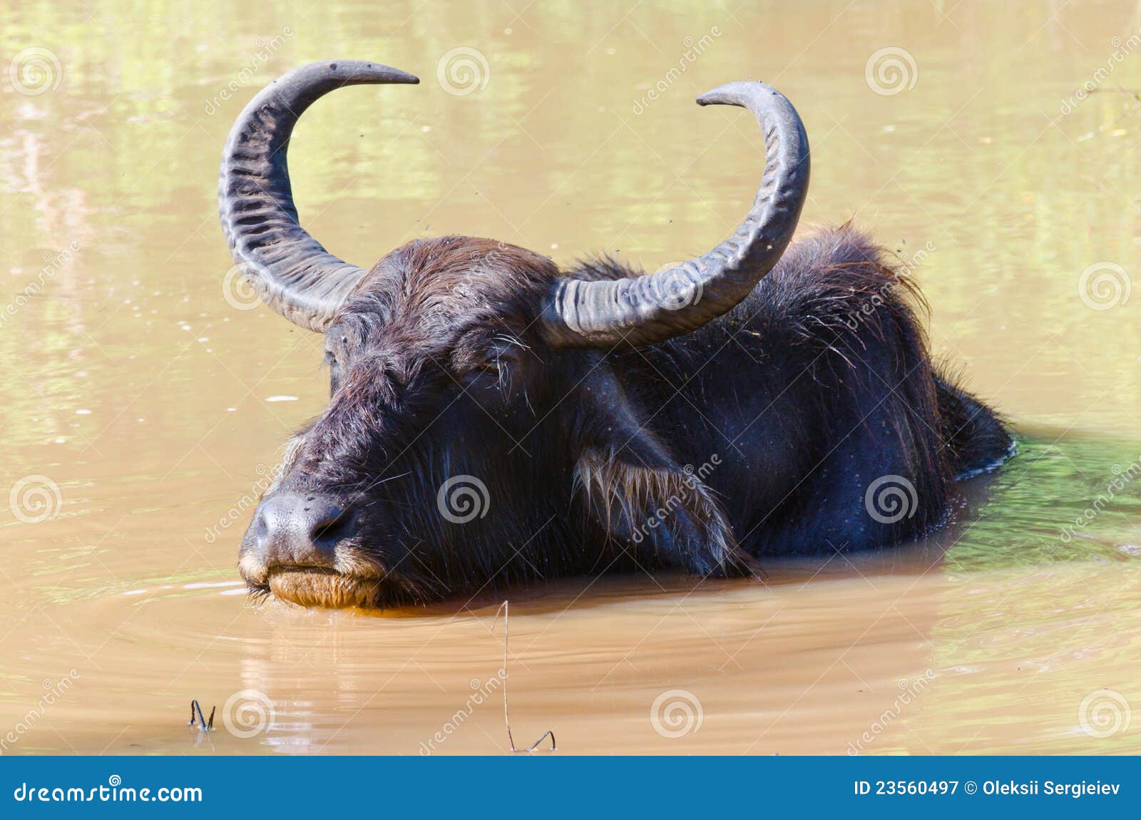 Bubalus Bubalis Water Buffalo Stock Image - Image of muddy, herbivore ...