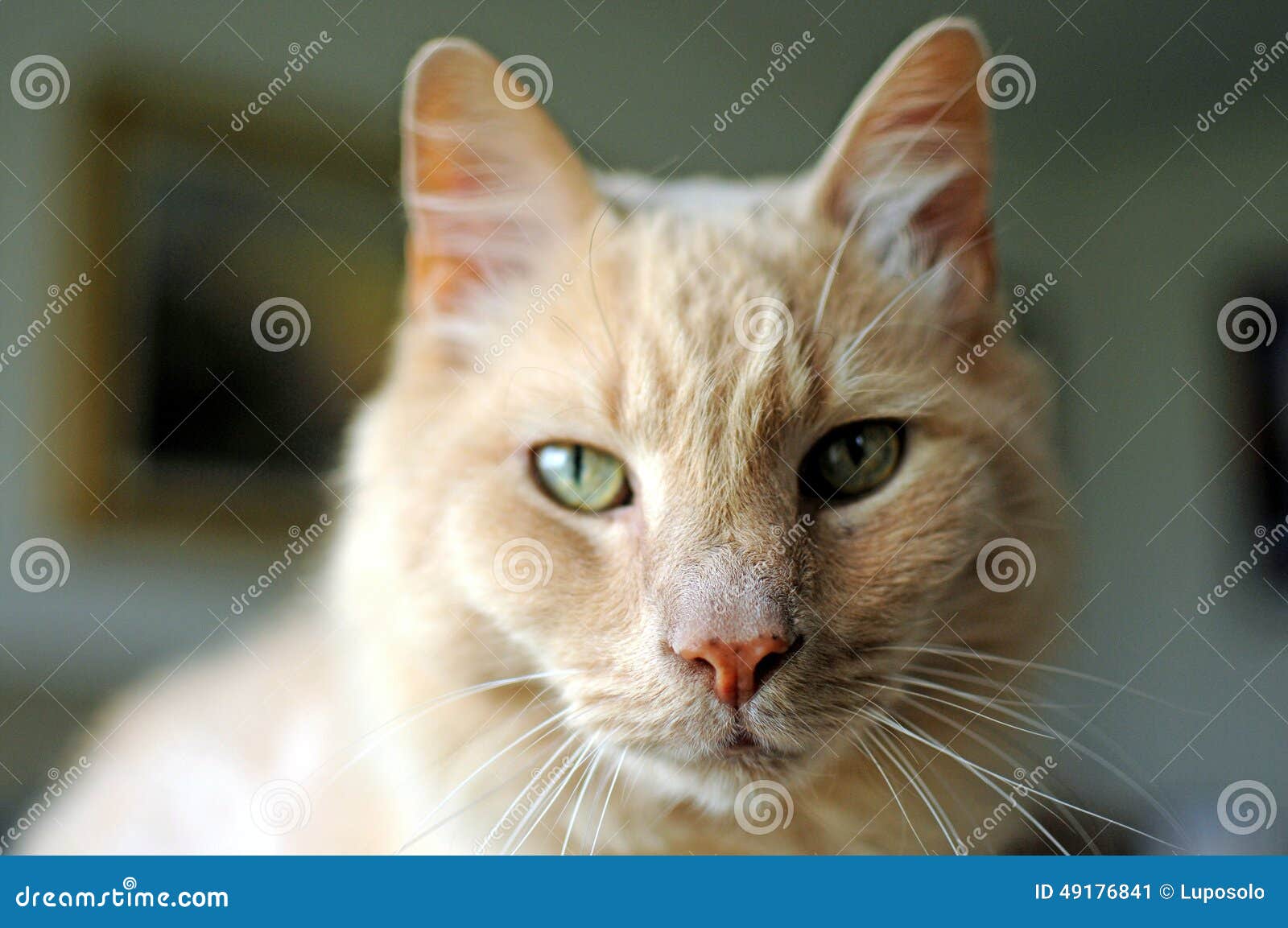 Bubba, the Maine Coon Cat, Hanging Out on the Cat Perch Stock Image ...