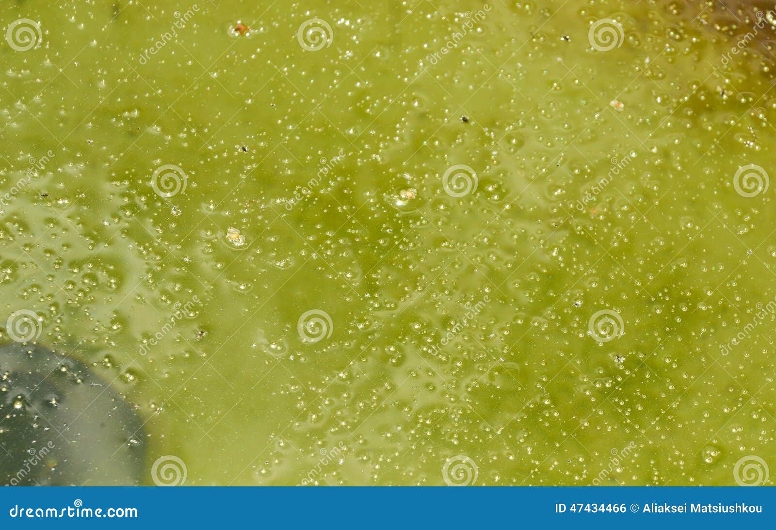 Bubble in Algae Water Green Color Stock Photo - Image of macro, nature ...
