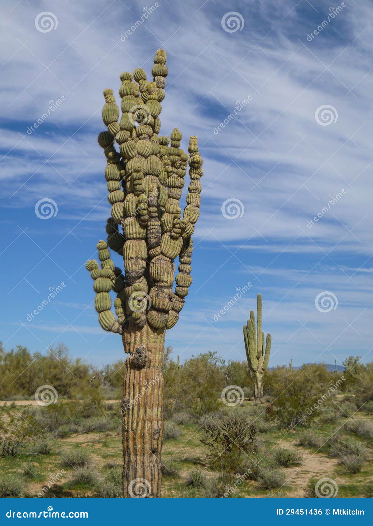 Bubble arm saguaro cactus stock photo. Image of clouds - 29451436