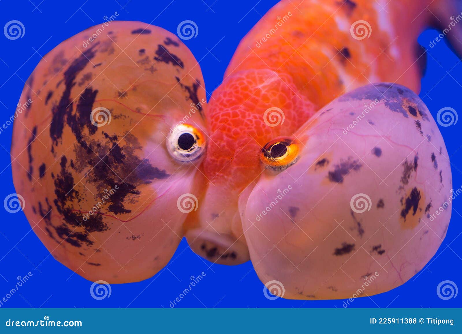 Bubble balloon goldfish stock photo. Image of beauty - 225911388