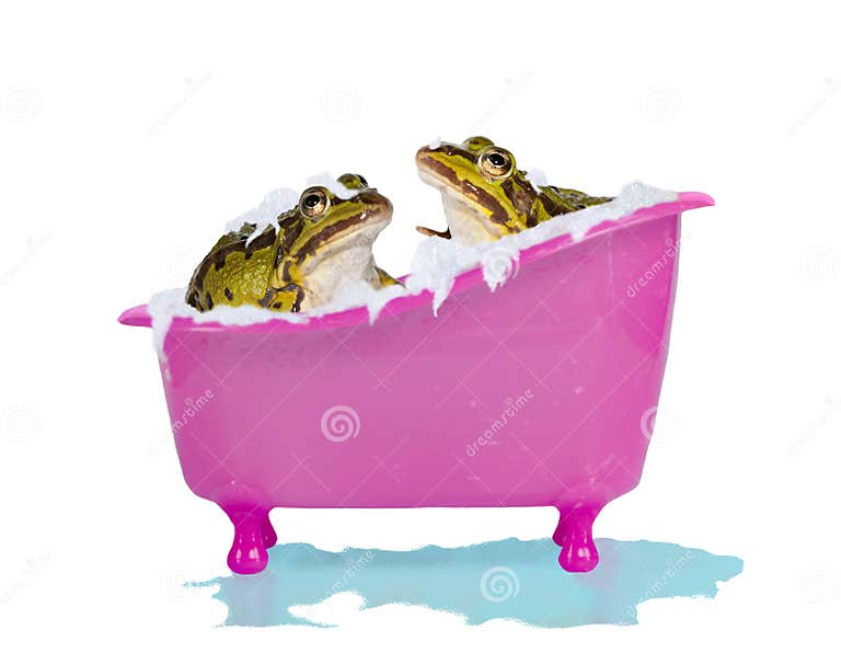 Bubble bath for pet frogs stock image. Image of washing - 26844465