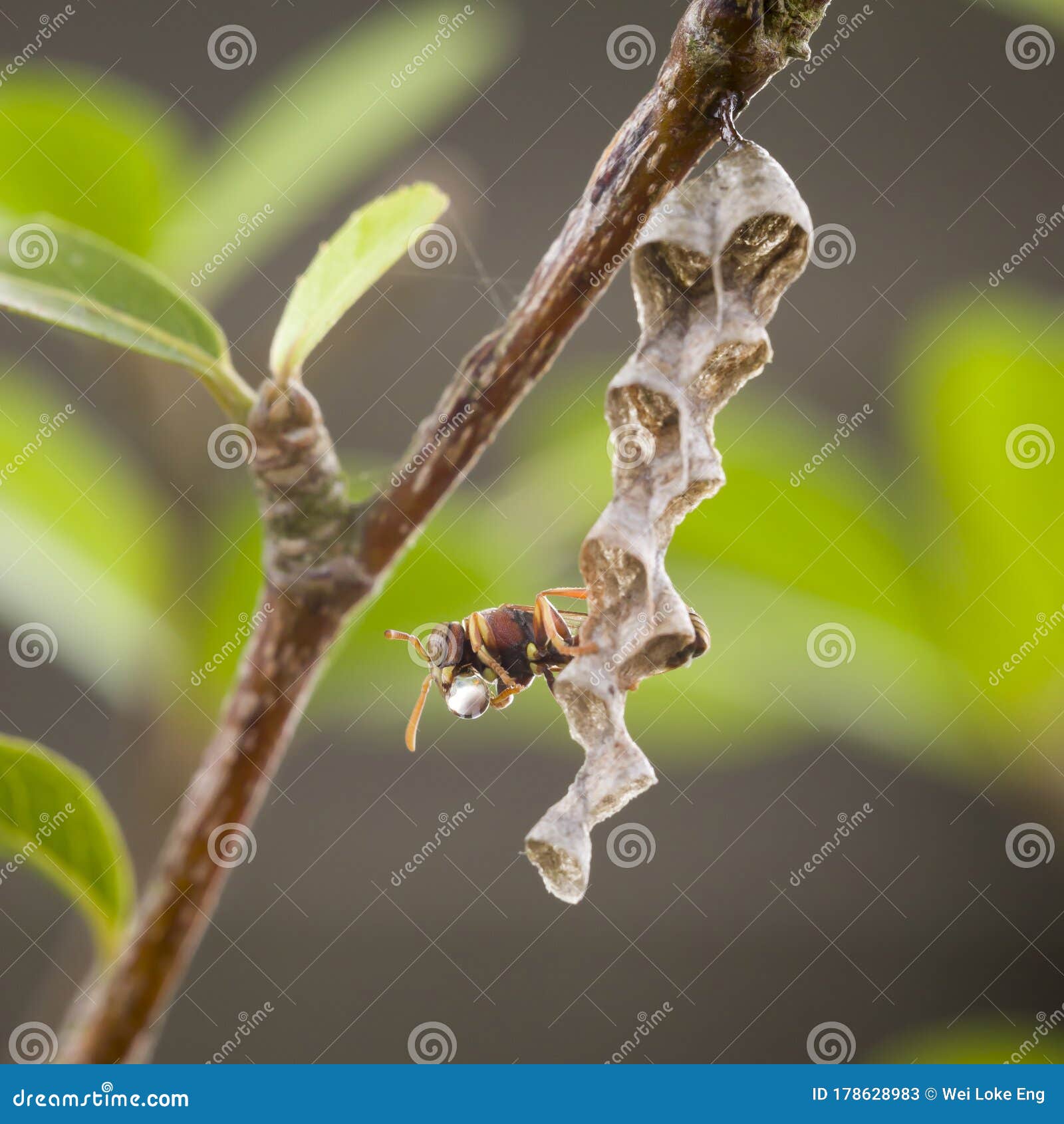 Bee Blowing Up Bubble beside Hive Stock Image - Image of founded, focus ...