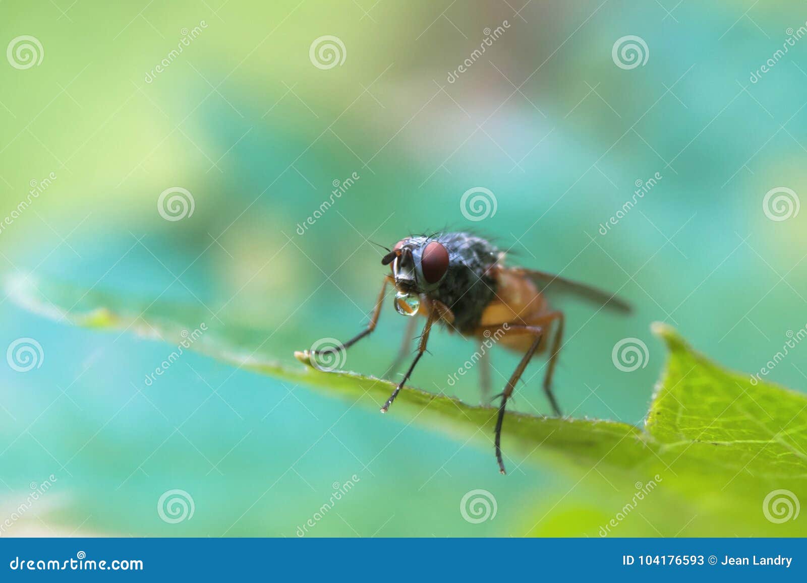 Bubble Blowing Fly Close Up Stock Image - Image of garden, background ...