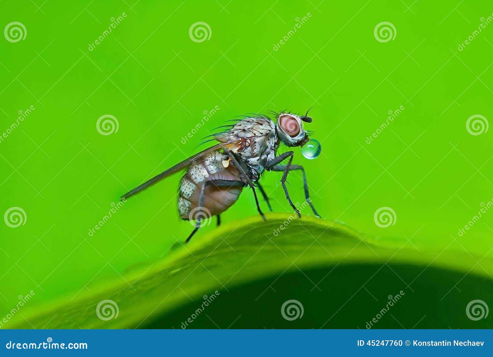 Bubble Blowing Fly Sitting on Leaf on Green Background Stock Photo ...