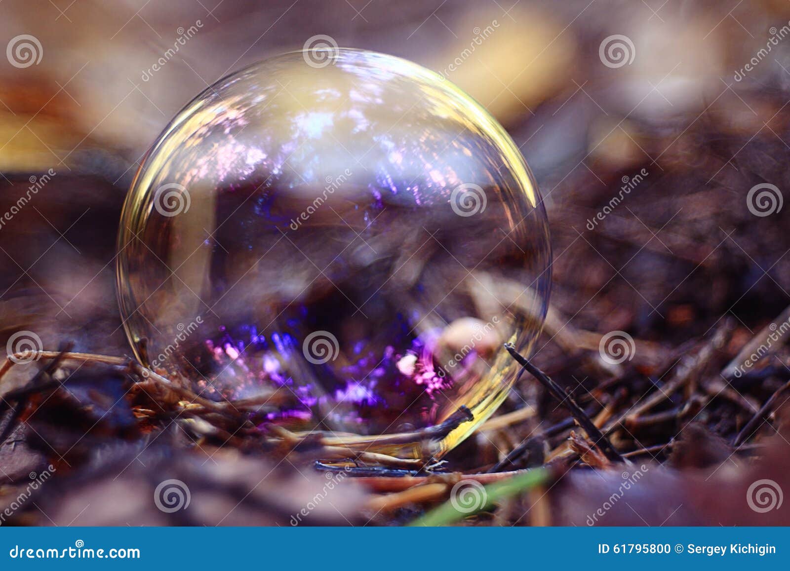 Bubble on Branches in Forest Stock Photo - Image of blue, light: 61795800