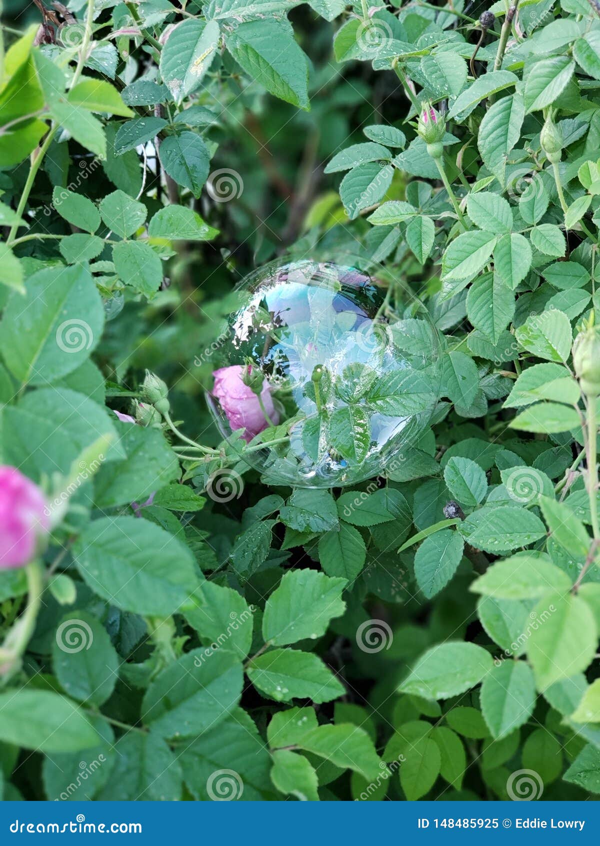 Bubble stock image. Image of bubble, spring, flower - 148485925