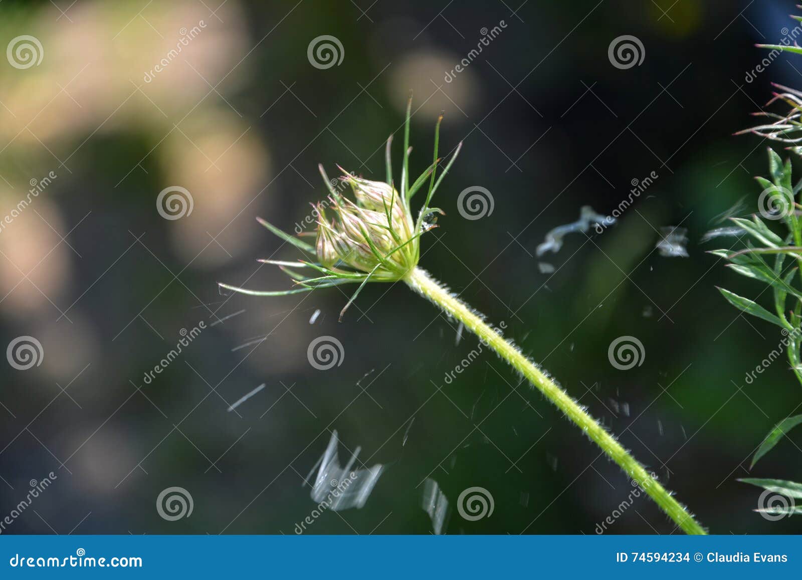 Bubble Bursts on a Plant Outdoors Stock Photo - Image of outdoors ...