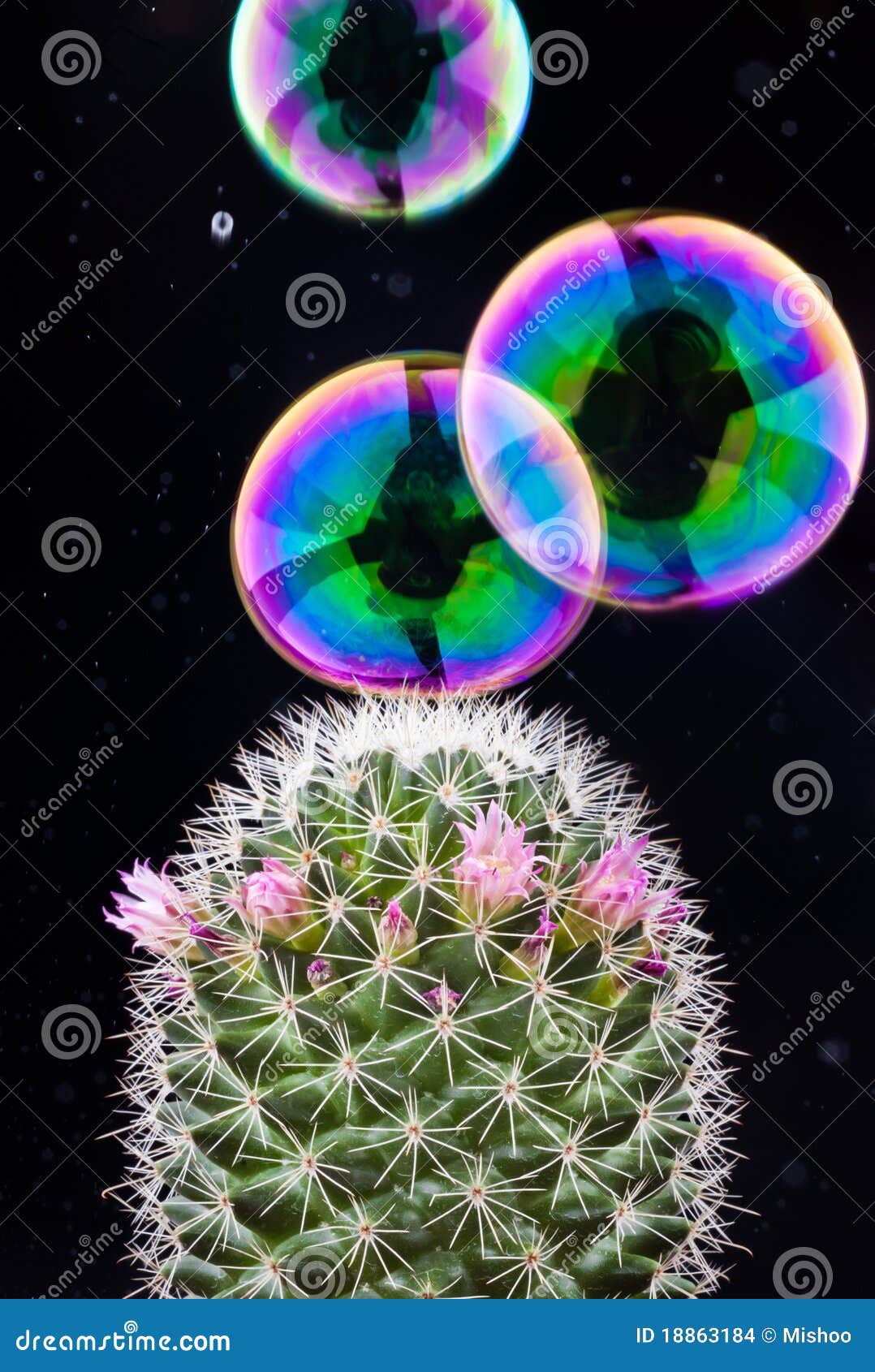 718 Bubble Cactus Stock Photos - Free & Royalty-Free Stock Photos from ...