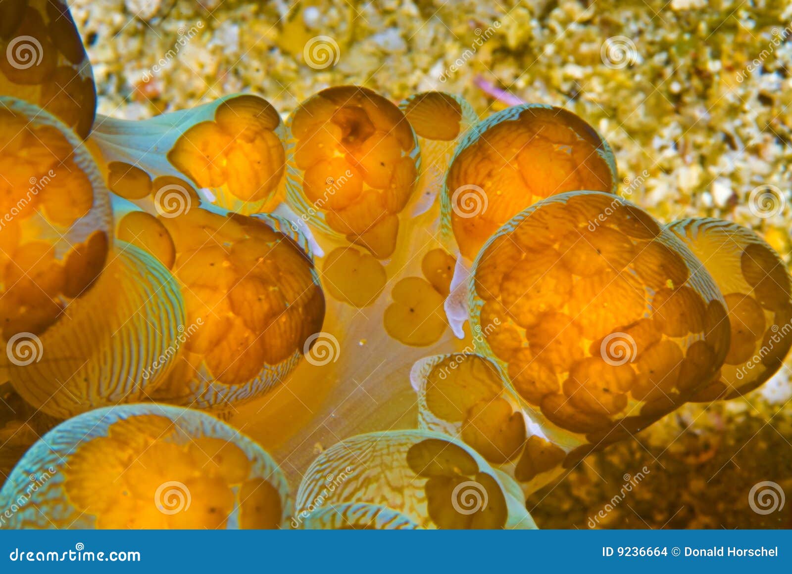 Bubble coral with Acoel stock photo. Image of curves, aquatic - 9236664