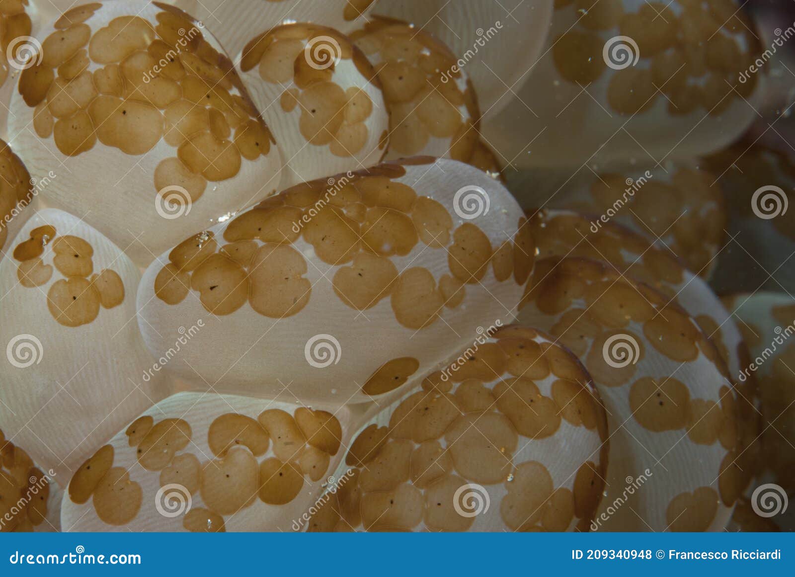 Parasite Or Worms Is A Freshwater Fish Parasite In Laboratory For ...