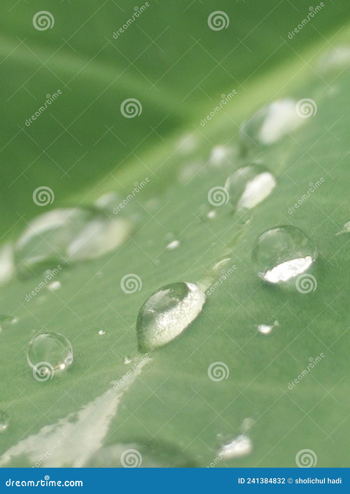 Bubble dew o stock photo. Image of bubble, water, rainy - 241384832