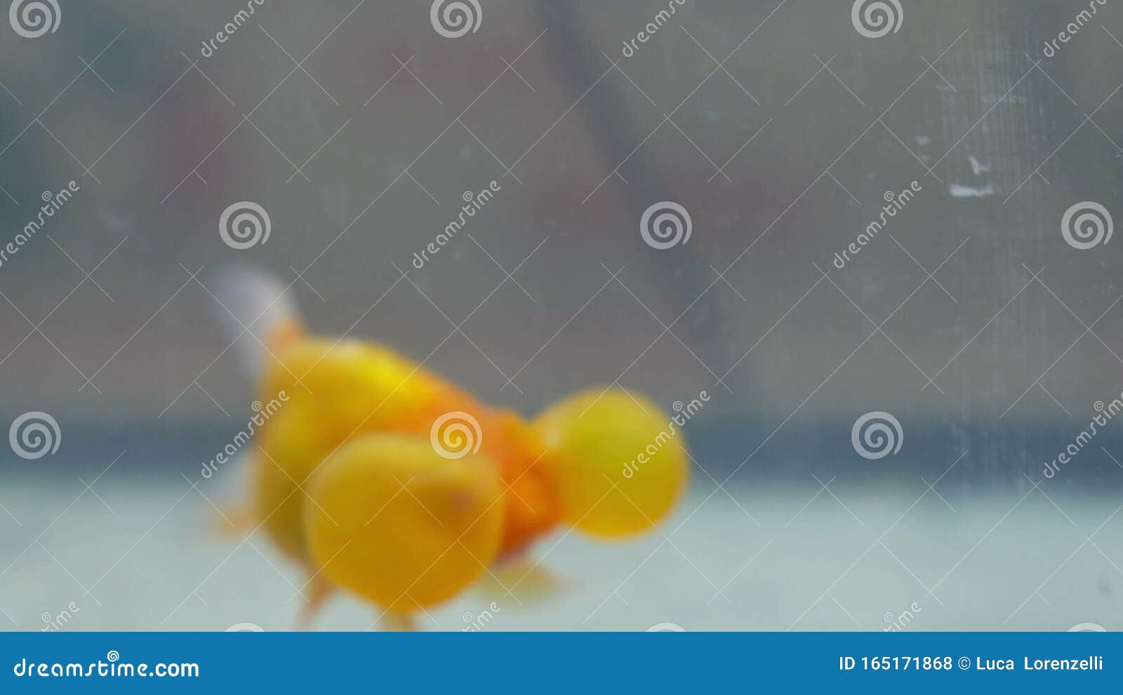A bubble eye fish goldfish stock footage. Video of movement - 165171868