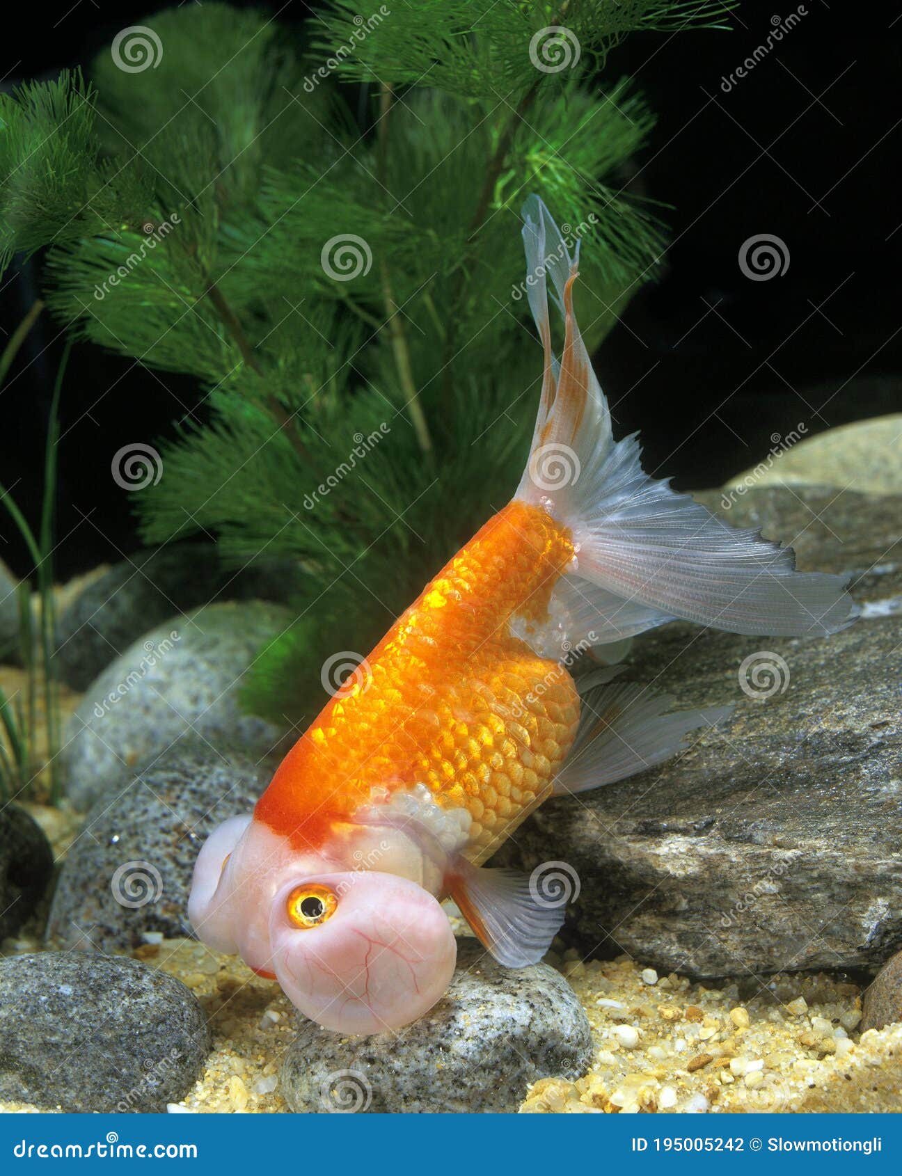 BUBBLE EYE GOLDFISH Carassius Auratus Stock Photo - Image of auratus ...