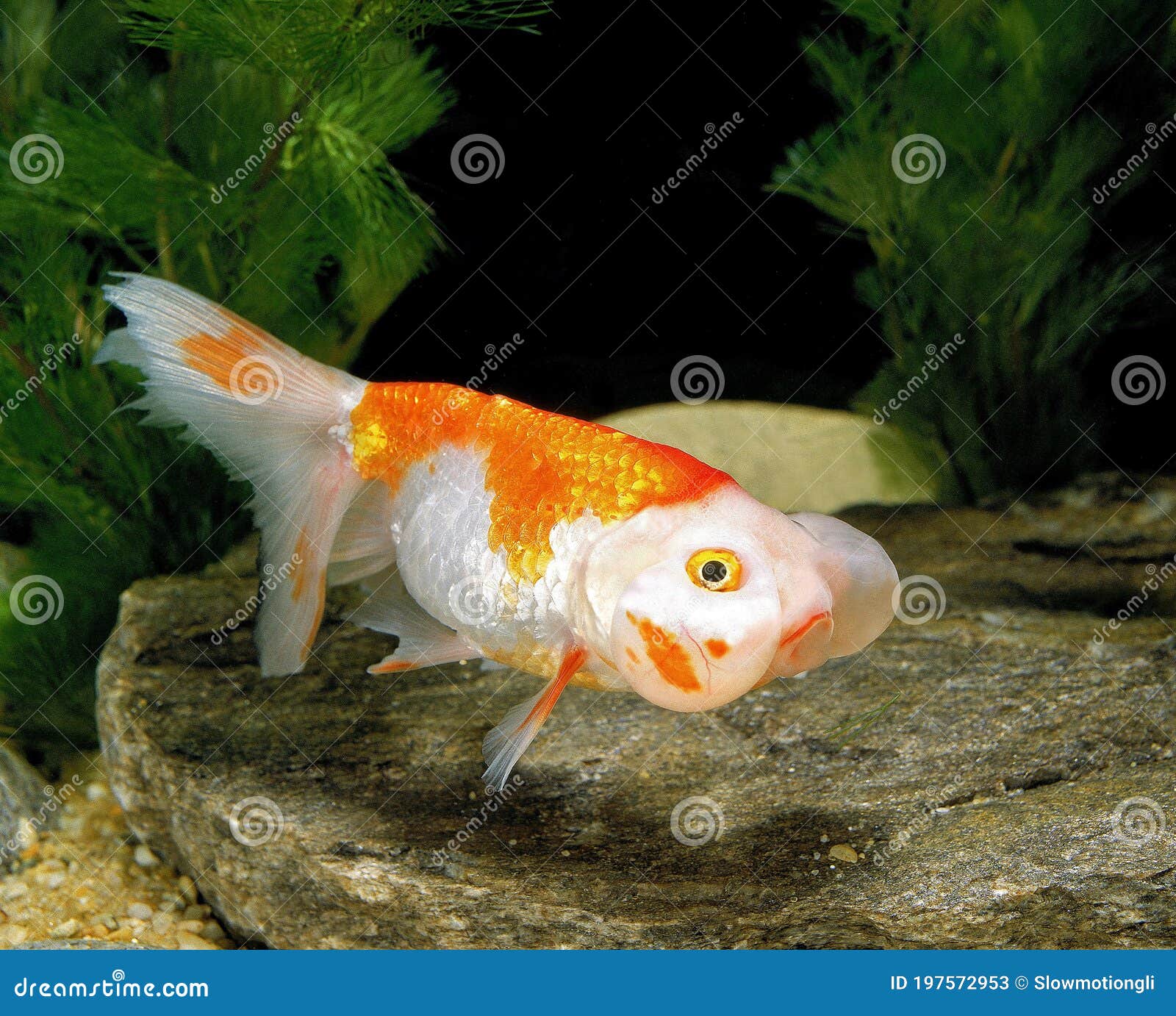 Bubble Eye Goldfish, Carassius Auratus Stock Image - Image of profile ...